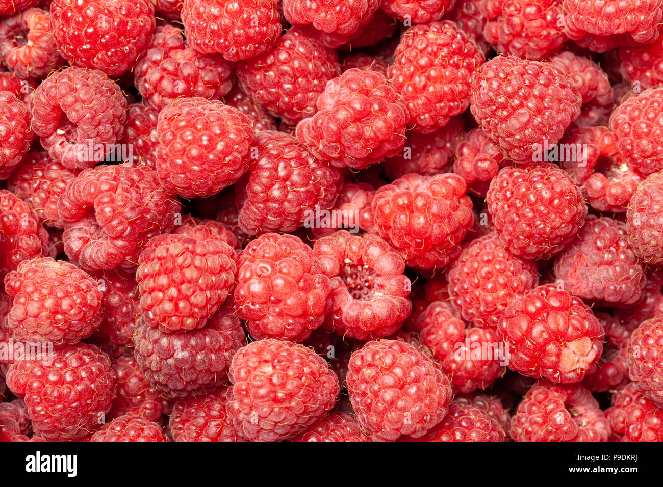 Ripe and fresh red raspberries as a natural full frame background Stock ...