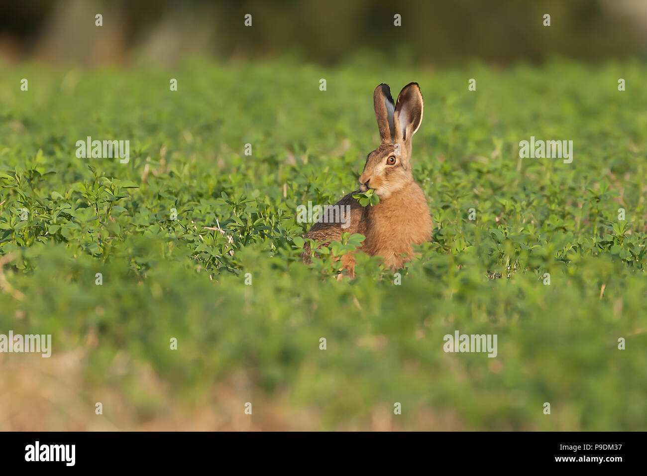Animal eating in field hi-res stock photography and images - Alamy