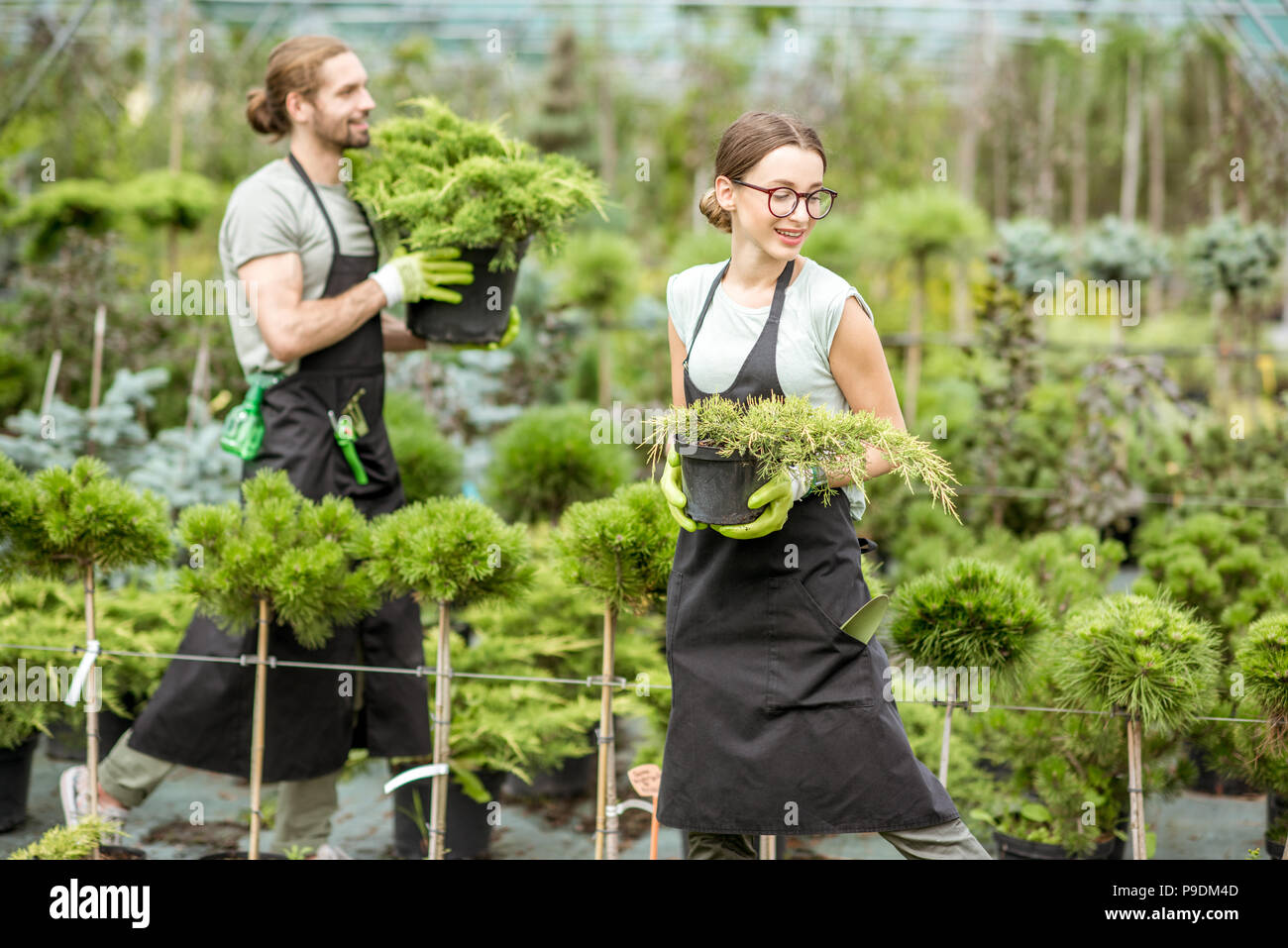 Working with plants in the greenhouse Stock Photo - Alamy