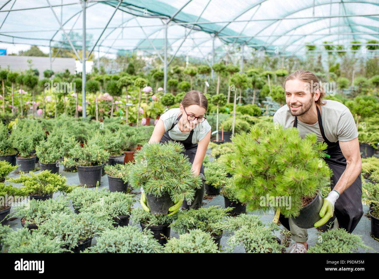 Working with plants in the greenhouse Stock Photo - Alamy