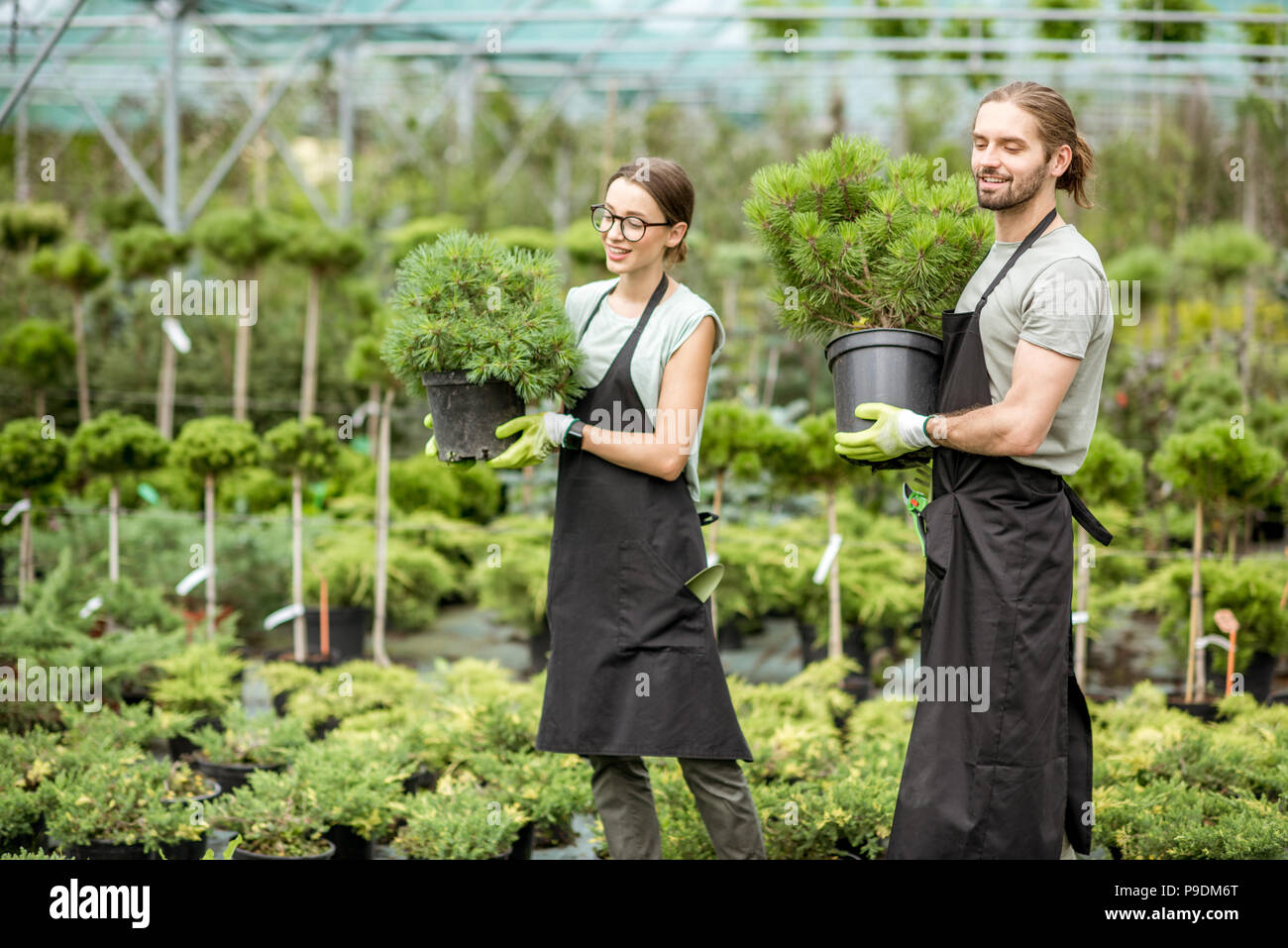 Working with plants in the greenhouse Stock Photo - Alamy