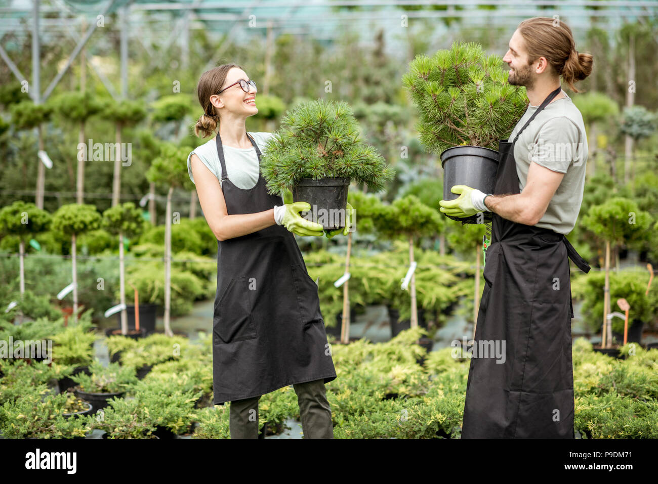 Working with plants in the greenhouse Stock Photo - Alamy