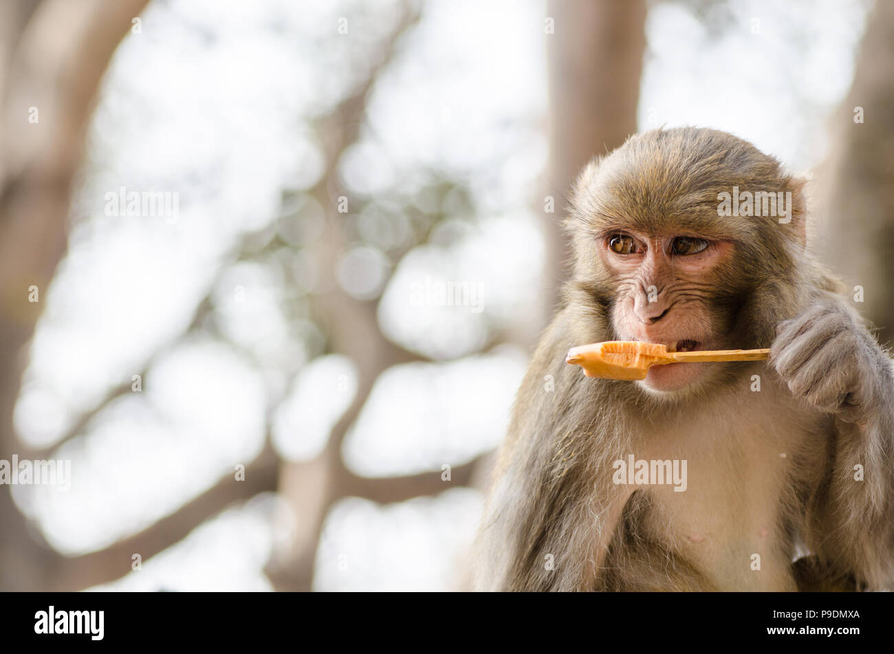 Monkey with ice cream hi-res stock photography and images - Alamy
