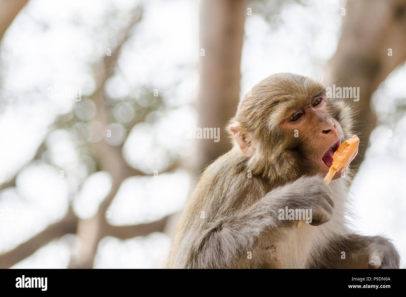 Monkey Eating Ice Cream High Resolution Stock Photography and Images ...