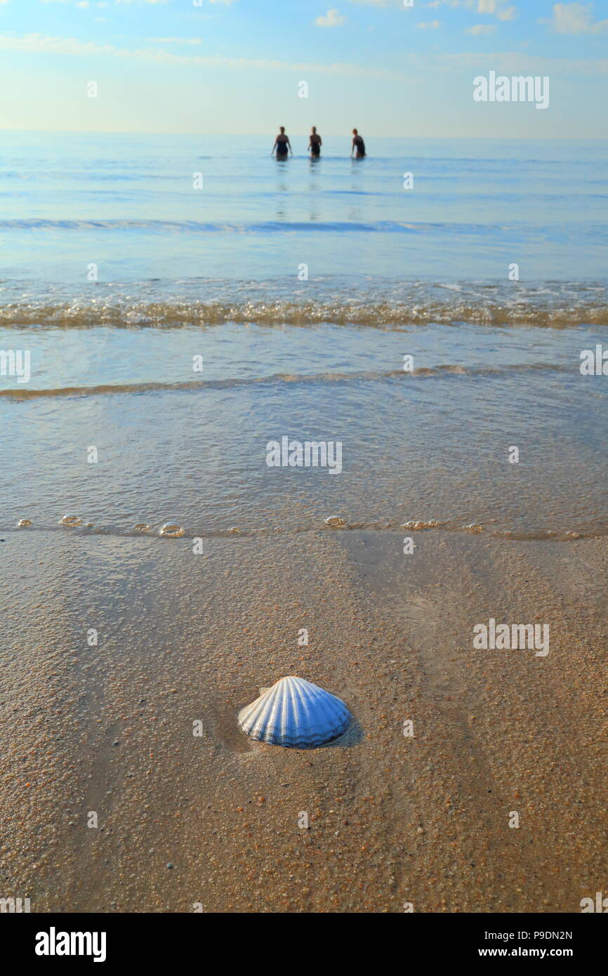 Sea shell on a sandy beach near town of Lyme Regis in Dorset on the ...