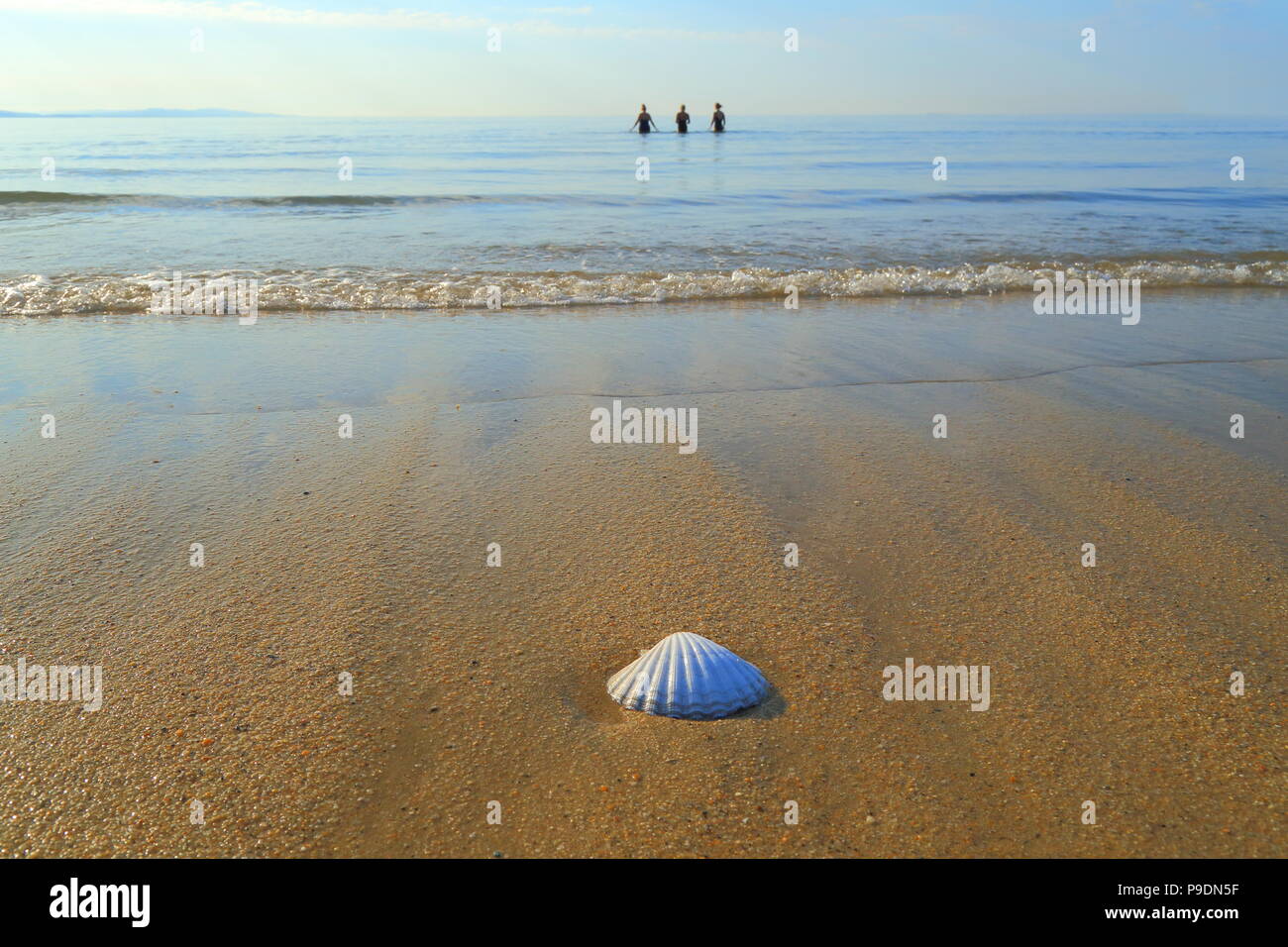 Sea shell on a sandy beach near town of Lyme Regis in Dorset on the ...