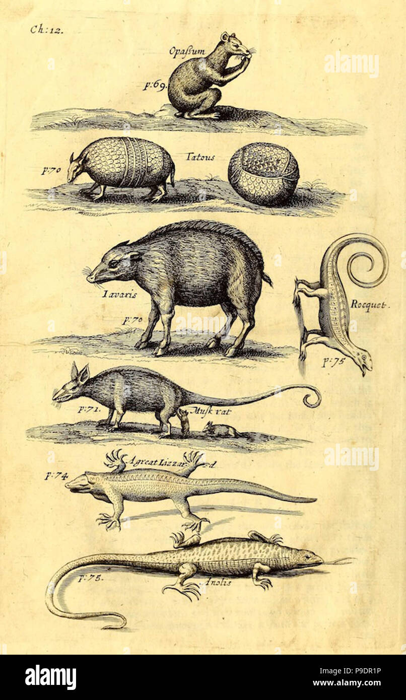 Medieval mermaid illustration hi-res stock photography and images - Alamy