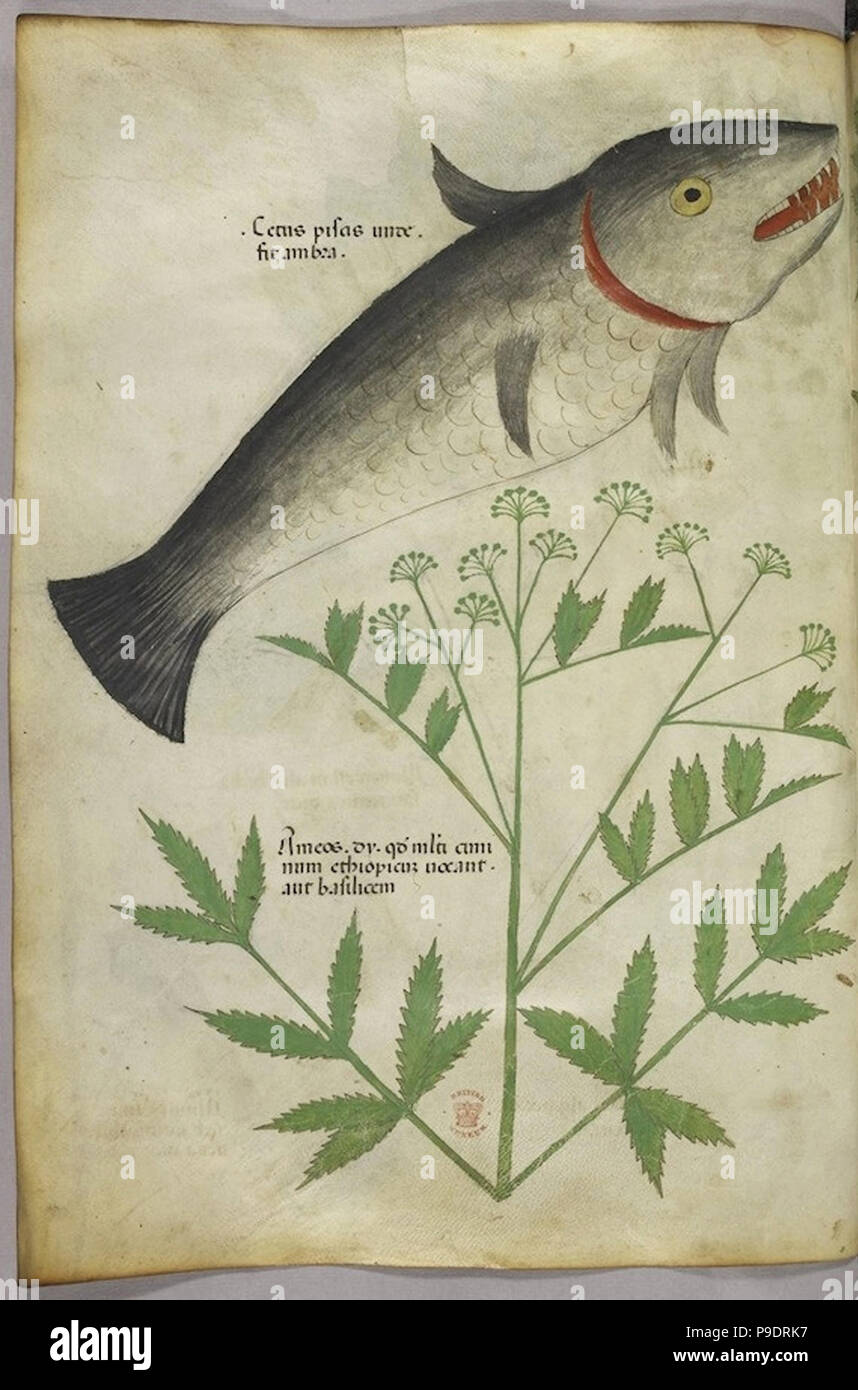 medieval plants and flora illustration Stock Photo - Alamy