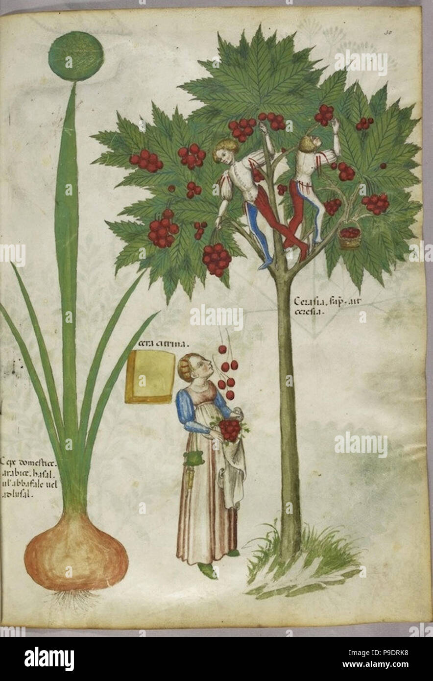 medieval plants and flora illustration Stock Photo - Alamy