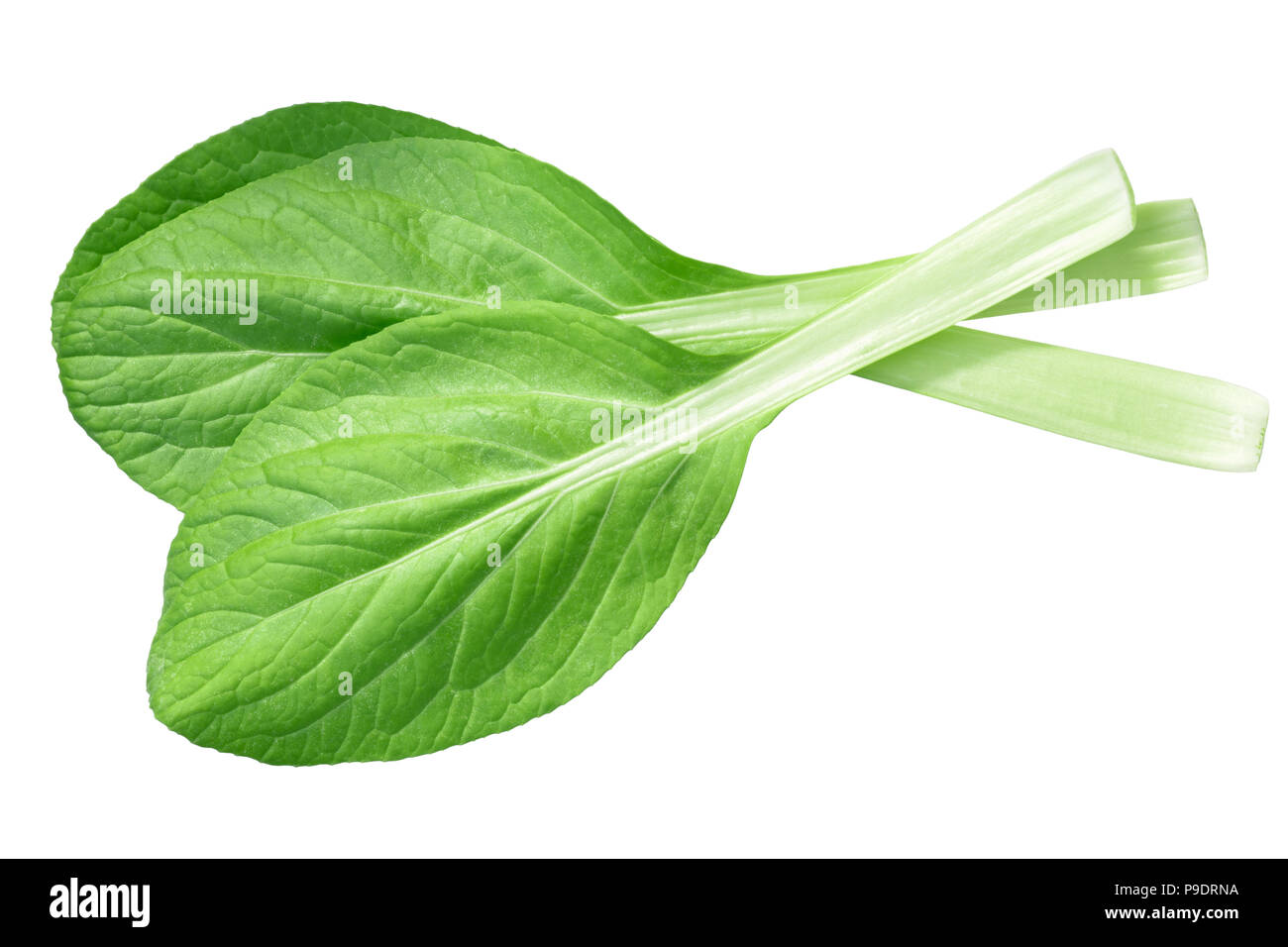 Rapa Chinensis High Resolution Stock Photography and Images - Alamy