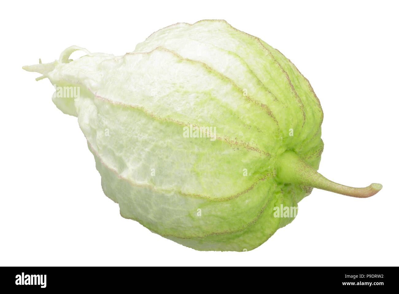 Tomatillo or Mexican husk tomato (Physalis philadelphica fruit) in its ...