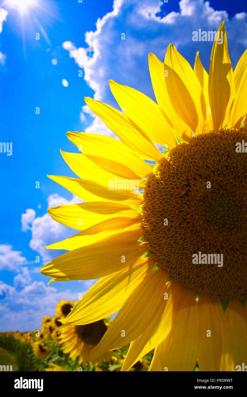 Sunbeam sunflower hi-res stock photography and images - Alamy