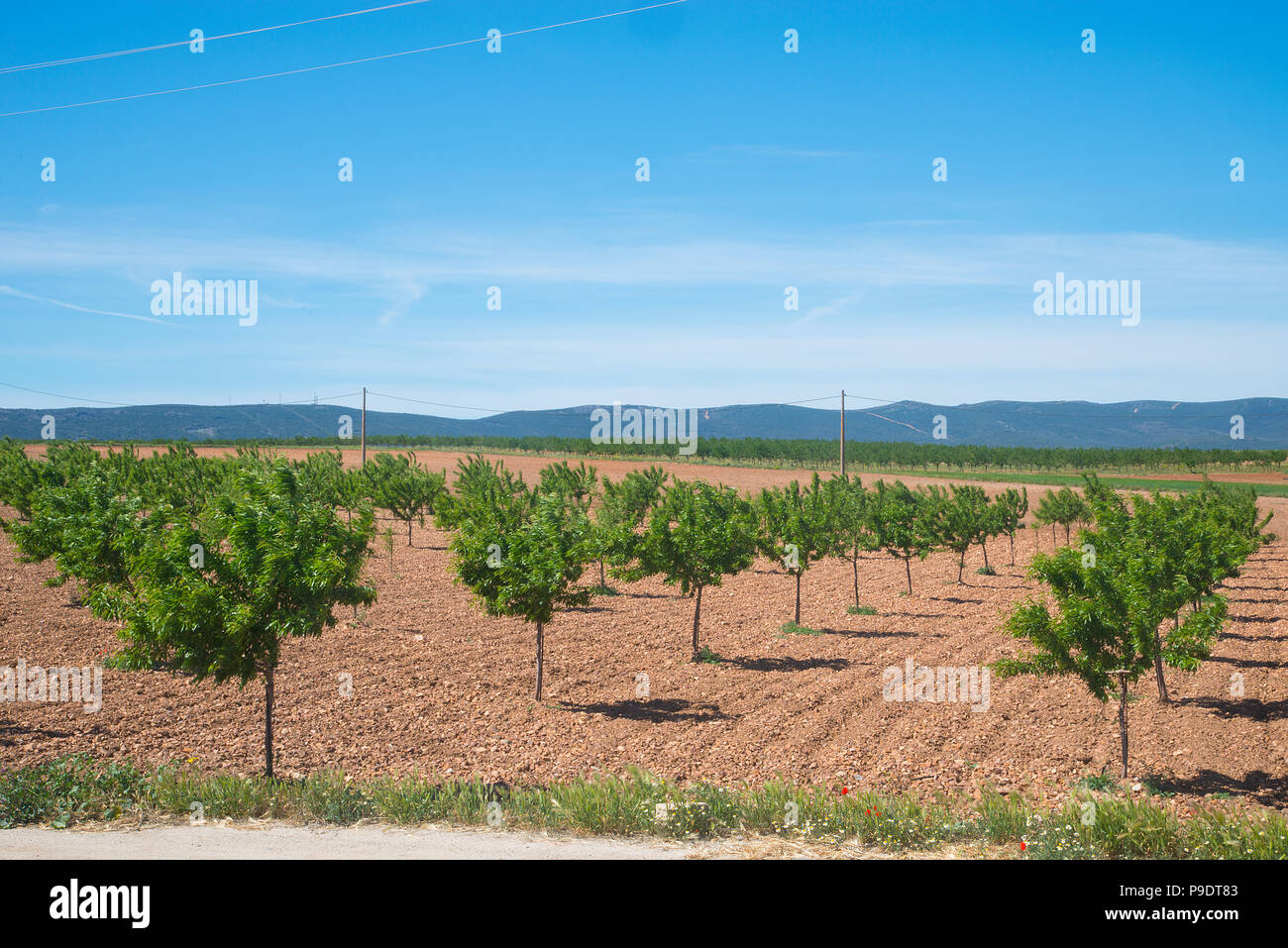 Pistachio plantation hi-res stock photography and images - Alamy