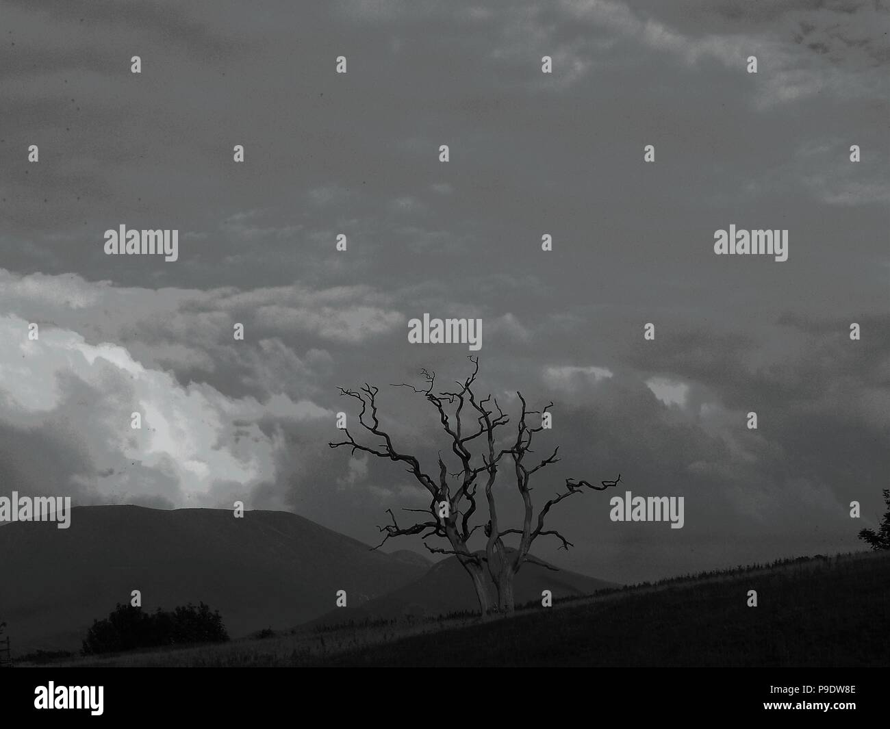 Standing Dead Ash Tree with Skiddaw beyond, Isel Bridge, Cockermouth ...