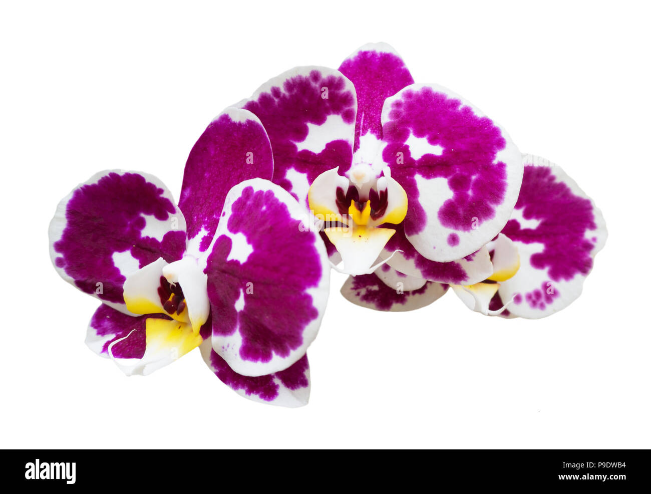 Irregular flowers hi-res stock photography and images - Alamy