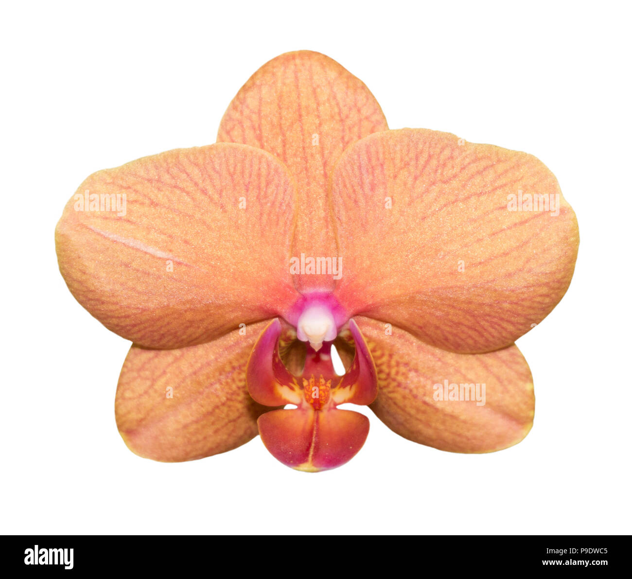 Peach orchid hi-res stock photography and images - Alamy