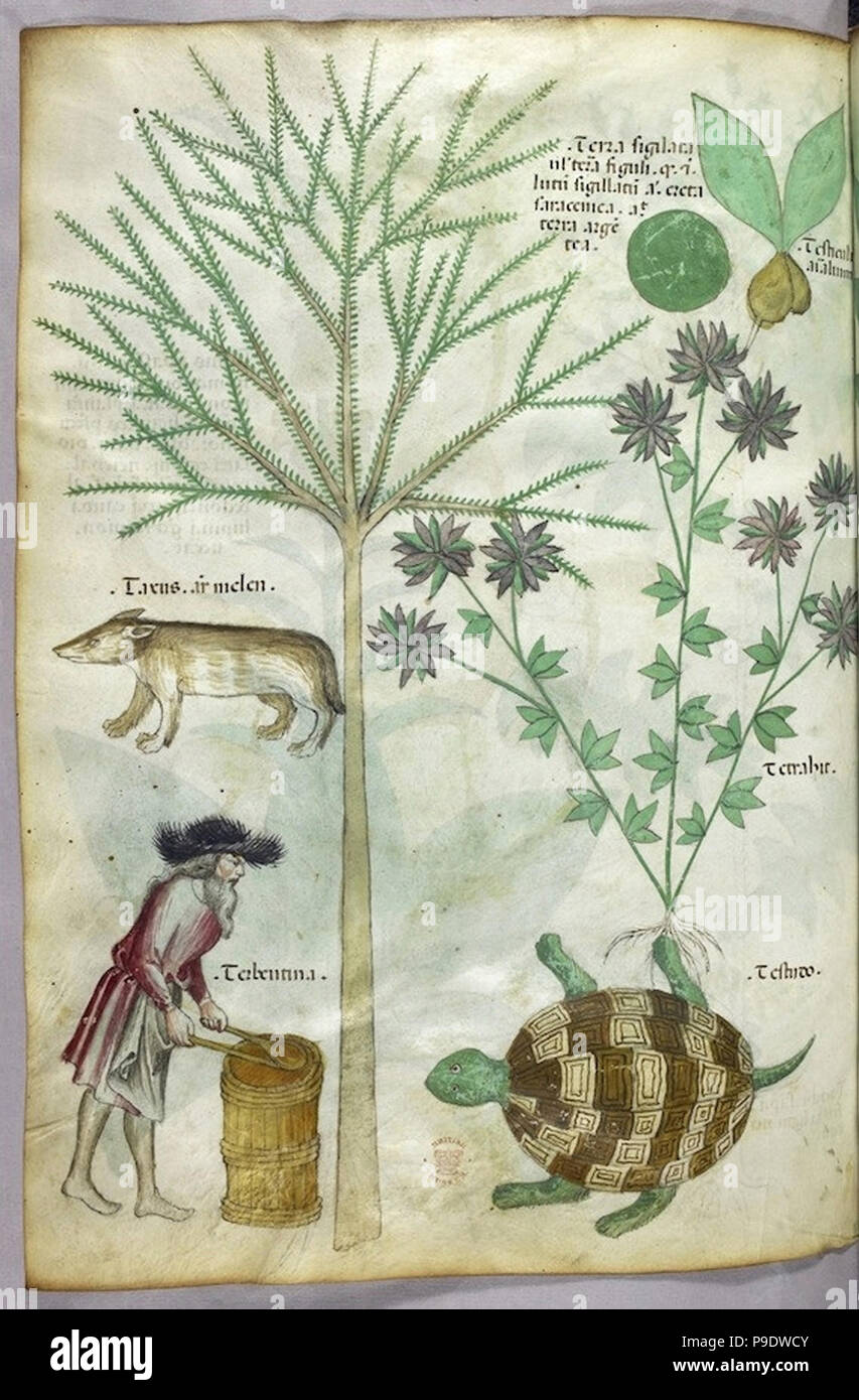 medieval plants and flora illustration Stock Photo - Alamy