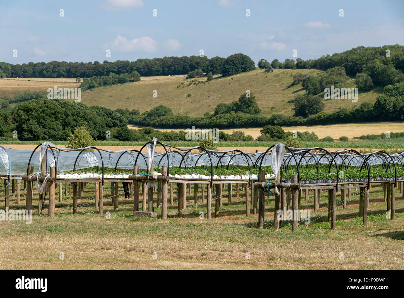 PYO farm at Ansty Wiltshire UK with a backdrop of the Swallowcliffe ...