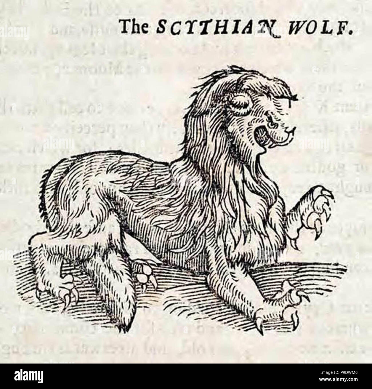 Vintage Wolf Illustration