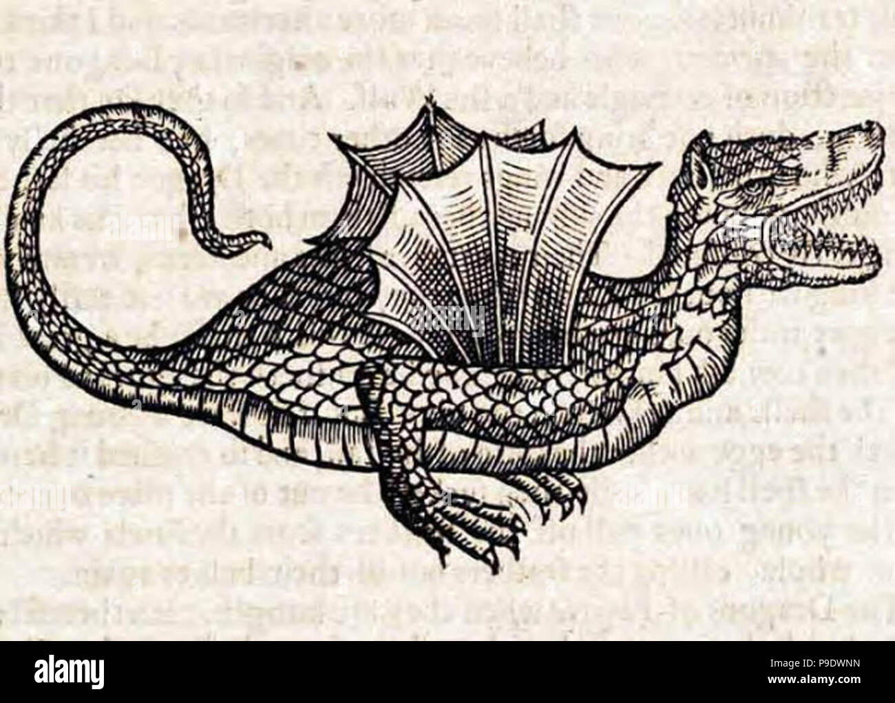 Medieval dragon sketch hi-res stock photography and images - Alamy