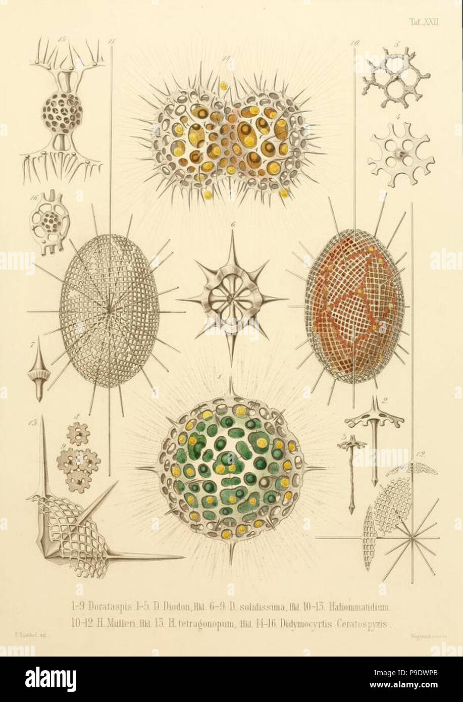 vintage pollen illustration Stock Photo - Alamy