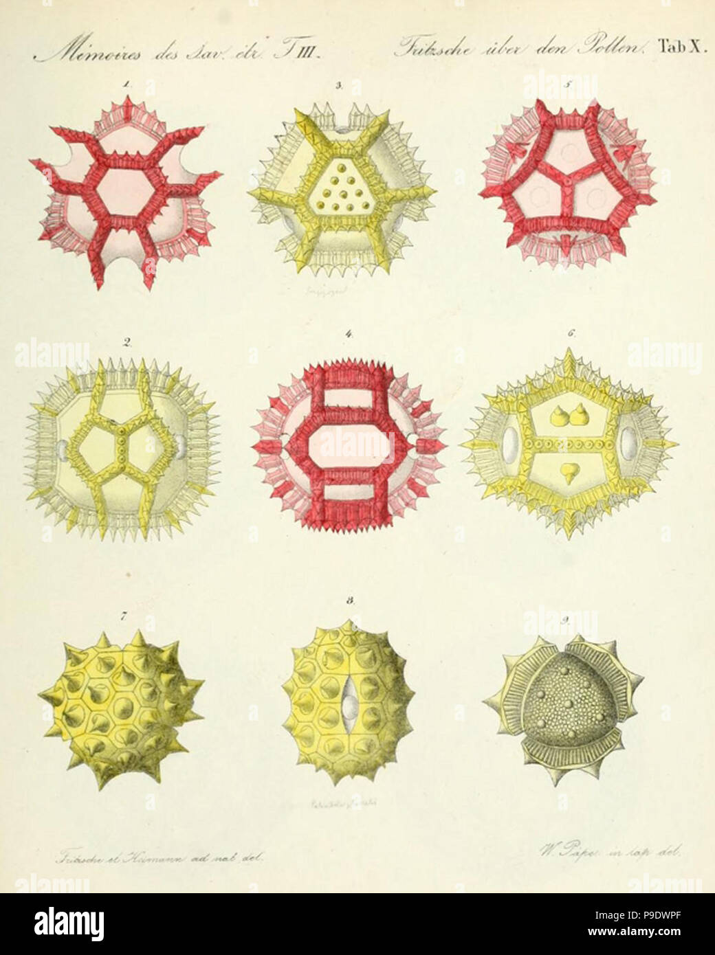 vintage pollen illustration Stock Photo - Alamy