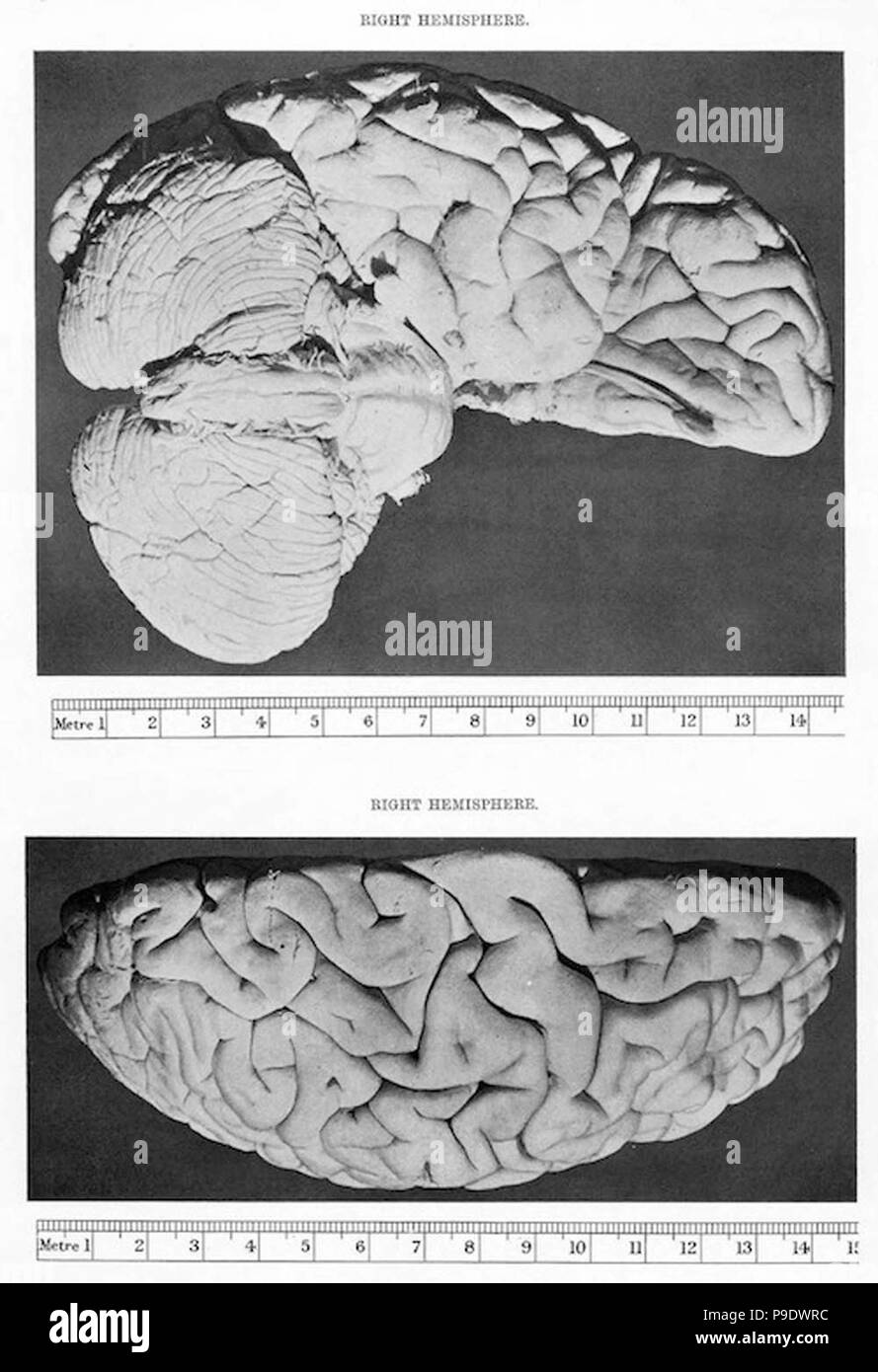 Frankenstein monster drawing Black and White Stock Photos & Images - Alamy