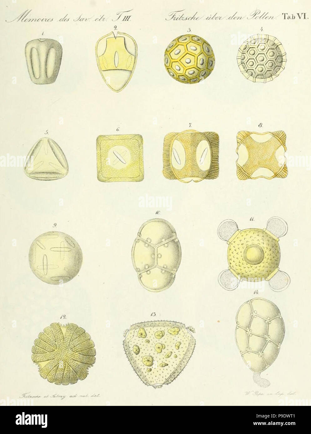 vintage pollen illustration Stock Photo - Alamy