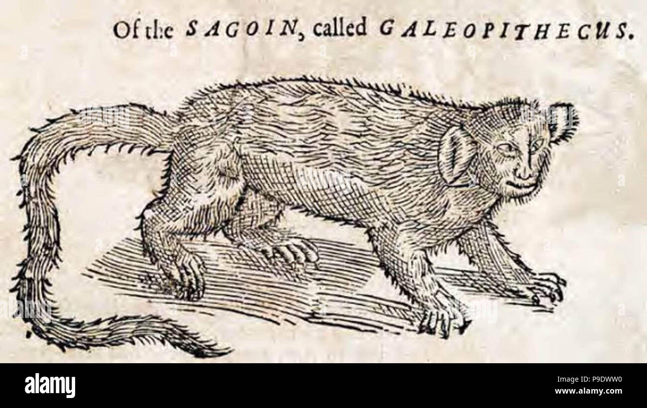 Sagoin hi-res stock photography and images - Alamy