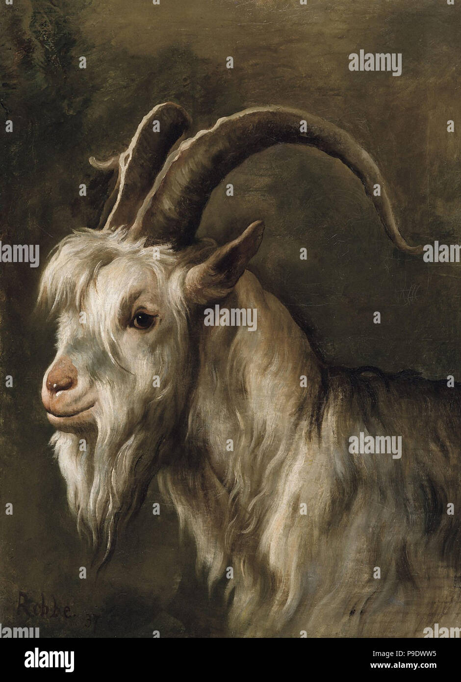Een bok hi-res stock photography and images - Alamy