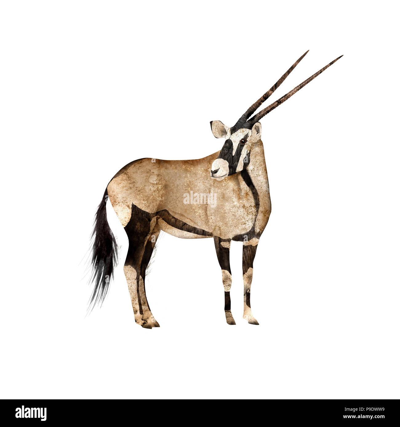 Oryx, Gemsbok on white background Stock Photo - Alamy