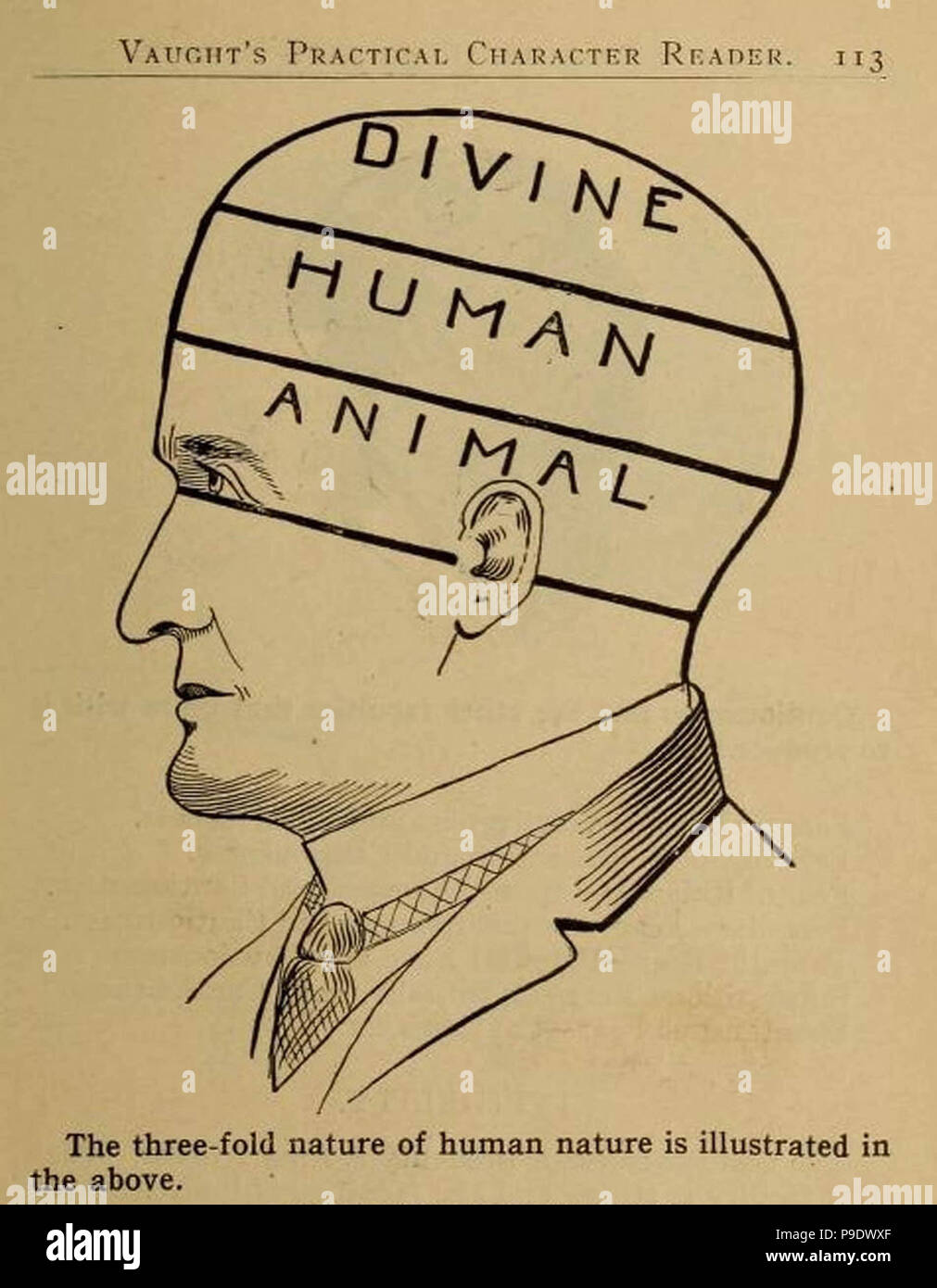 study of the human face shapes Stock Photo - Alamy