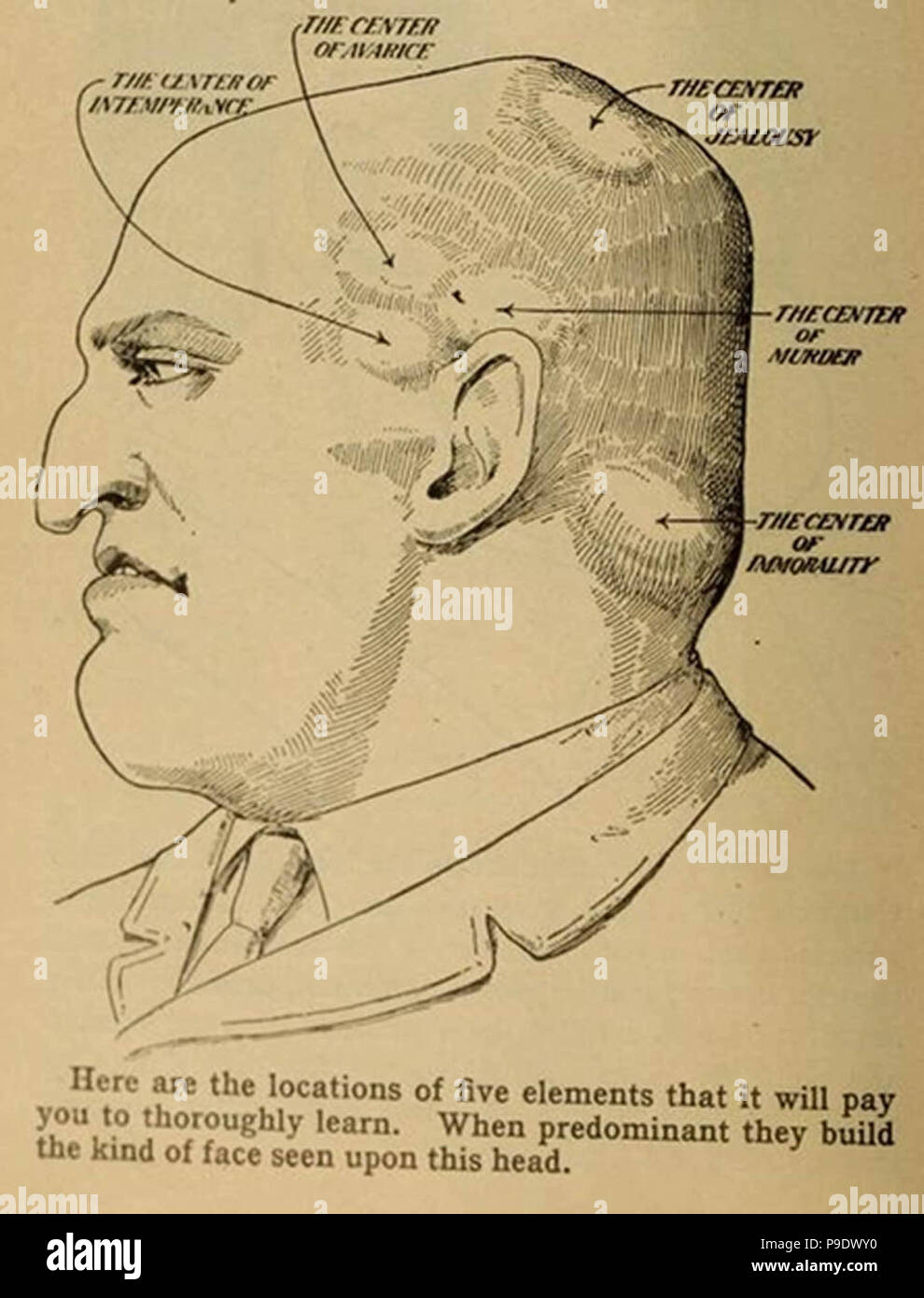 study of the human face shapes Stock Photo - Alamy
