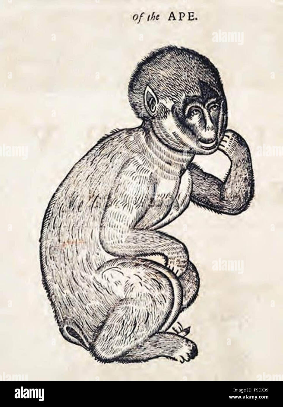 vintage ape illustration Stock Photo - Alamy