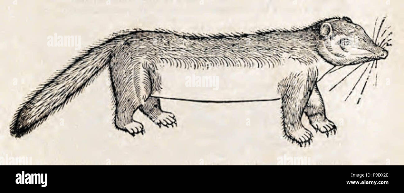 cute but weird stoat weasel illustration medieval Stock Photo - Alamy
