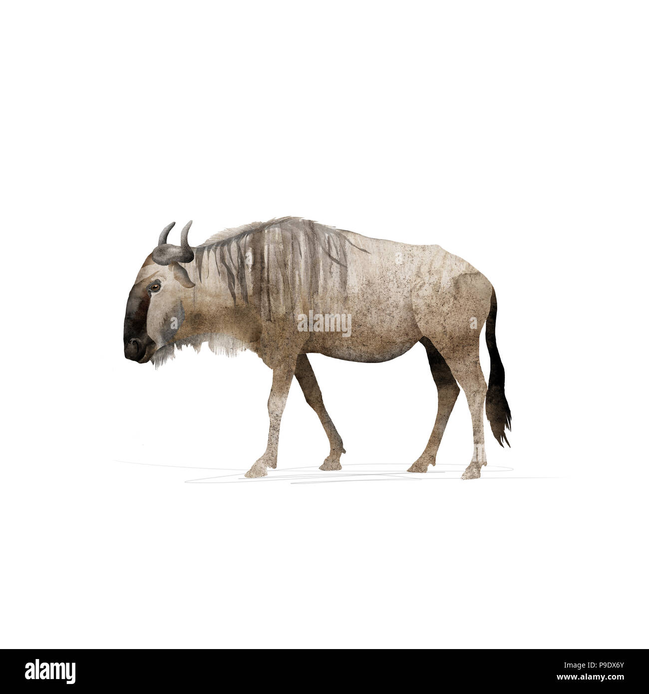 Wildebeest, Gnu, Antelope on white background Stock Photo - Alamy