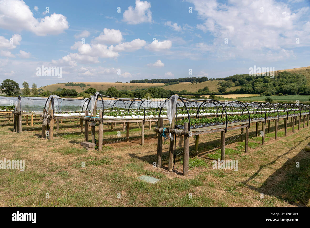 PYO farm at Ansty Wiltshire UK with a backdrop of the Swallowcliffe ...