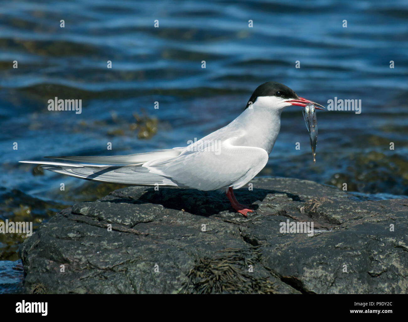 Common tern, Sterna hirundo, on rock with squid, Farne islands Stock ...