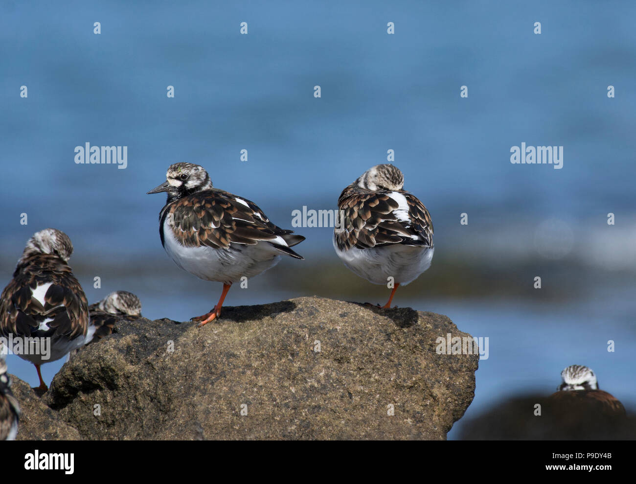 Pair of turnstone hi-res stock photography and images - Alamy
