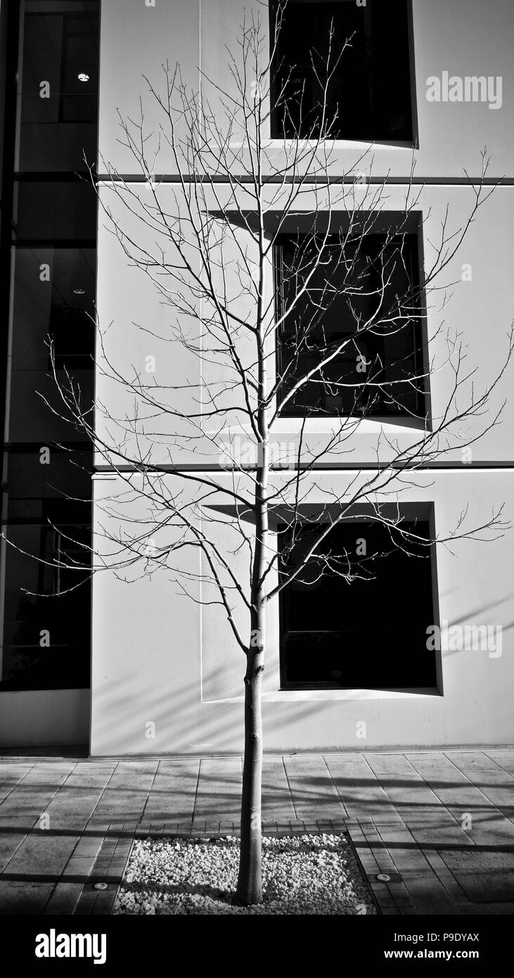 Skinny tree hi-res stock photography and images - Alamy