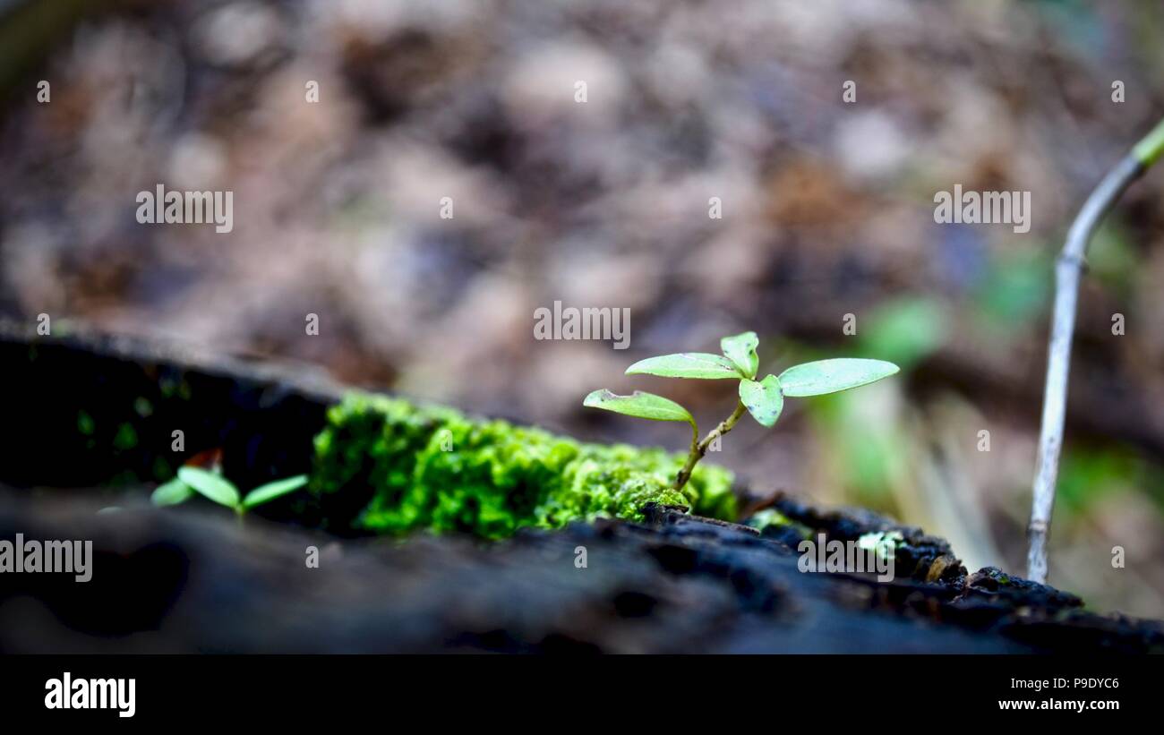 new life from the dead tree Stock Photo - Alamy