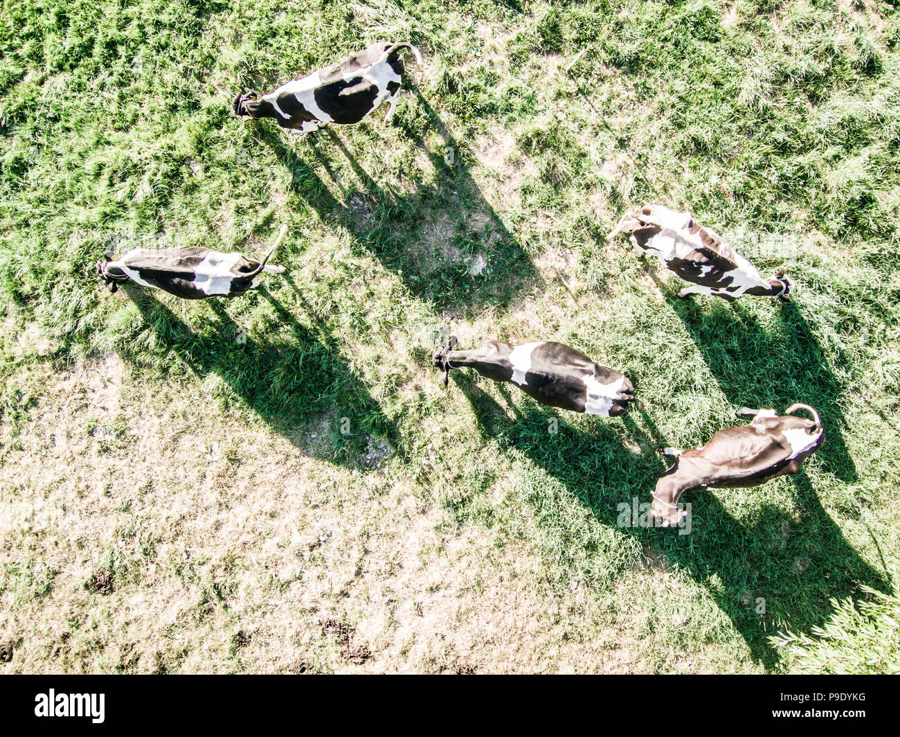 Farm animals aerial view hi-res stock photography and images - Alamy