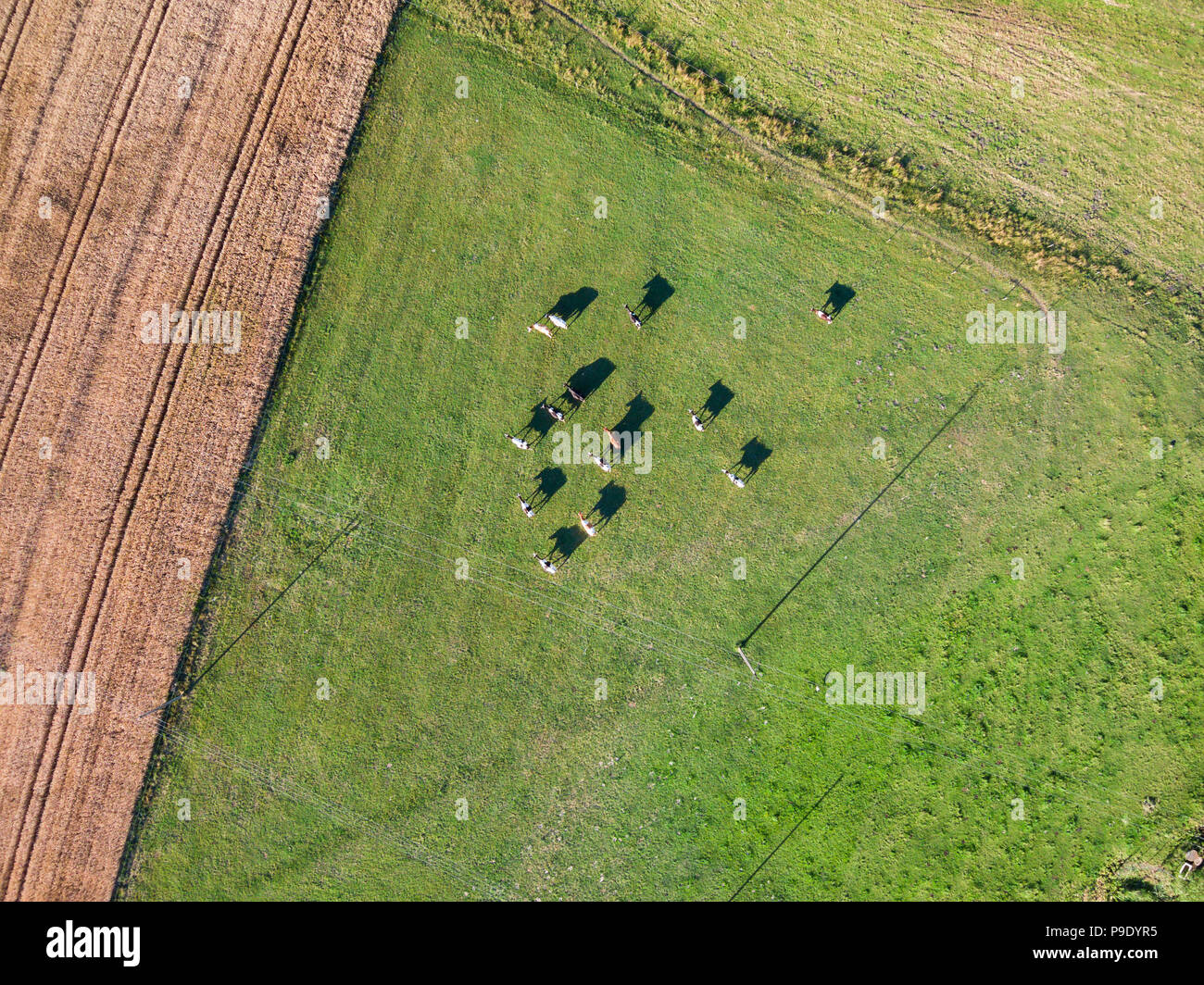 Cows above view hi-res stock photography and images - Alamy