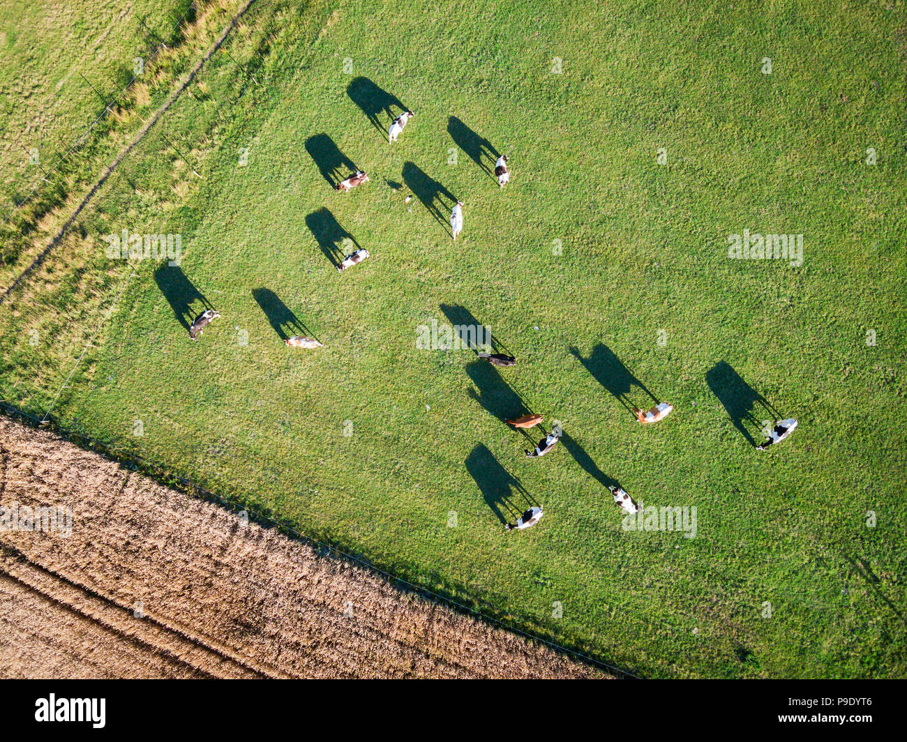 Farm animals aerial view hi-res stock photography and images - Alamy