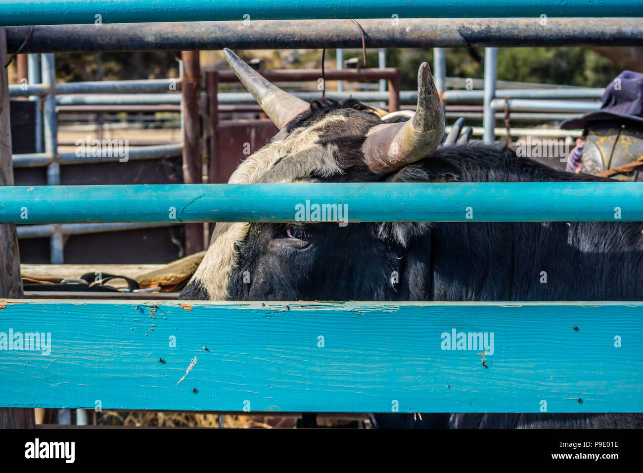 Bull waiting to be freed up in Rancho Oso, California Stock Photo - Alamy
