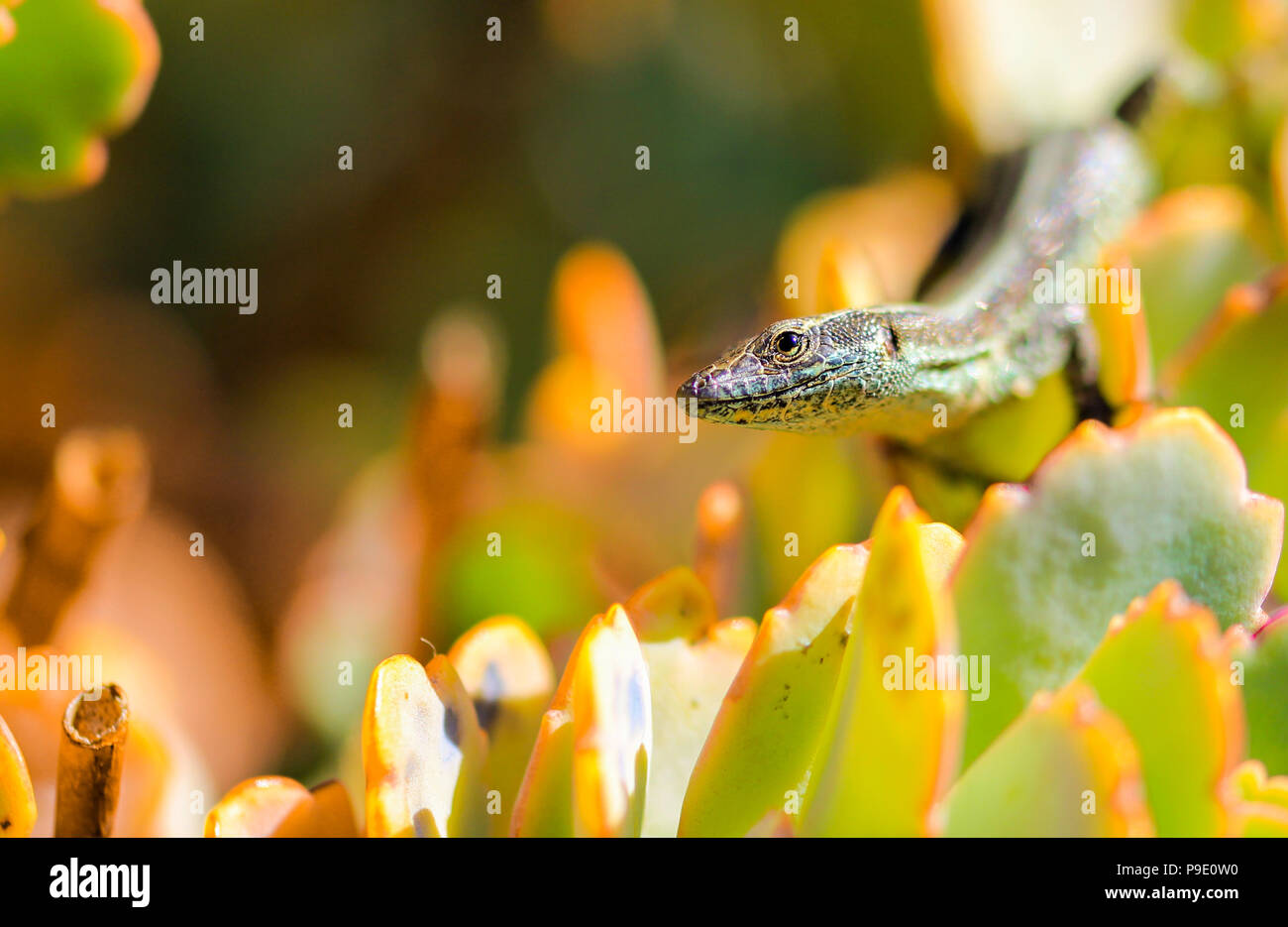 Lizard standing hi-res stock photography and images - Alamy