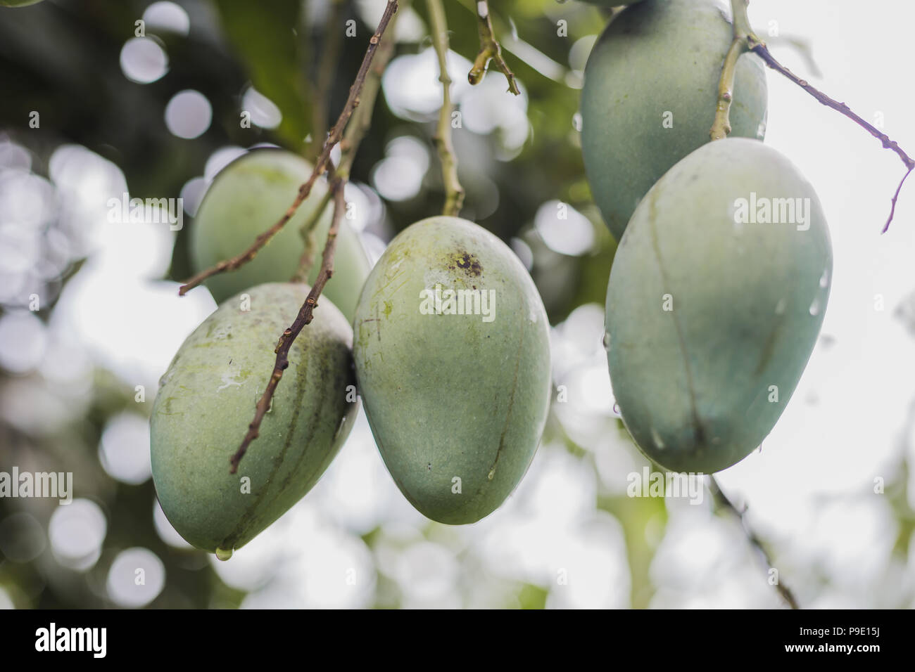 Closeup of green mango hanging in the Himalayas ,mango field,mango farm ...