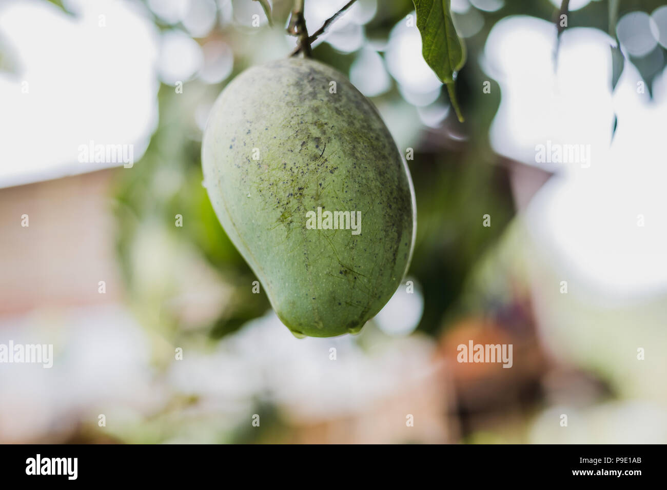 Closeup of green mango hanging in the Himalayas ,mango field,mango farm ...