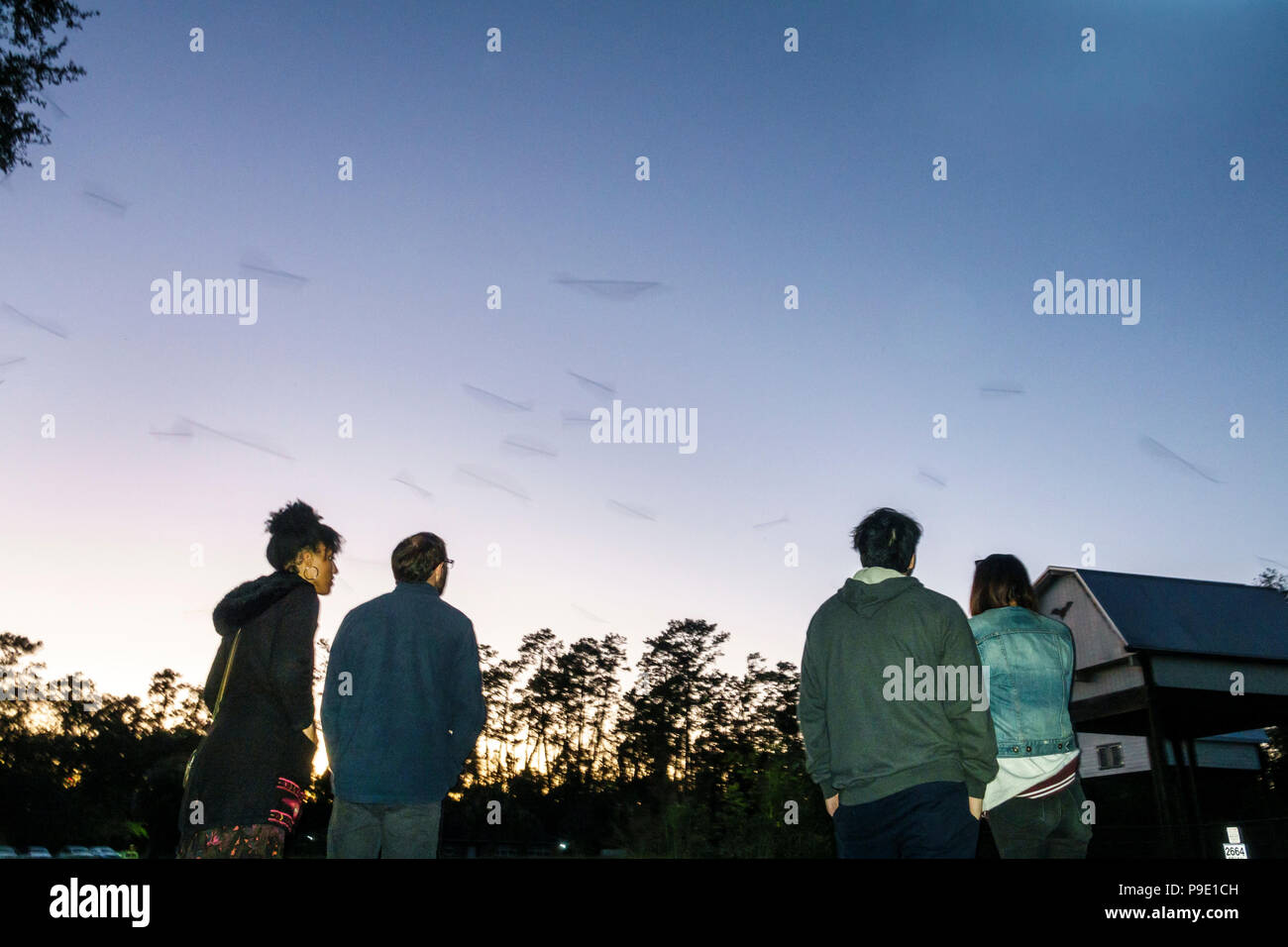 University of florida bat houses hi-res stock photography and images ...