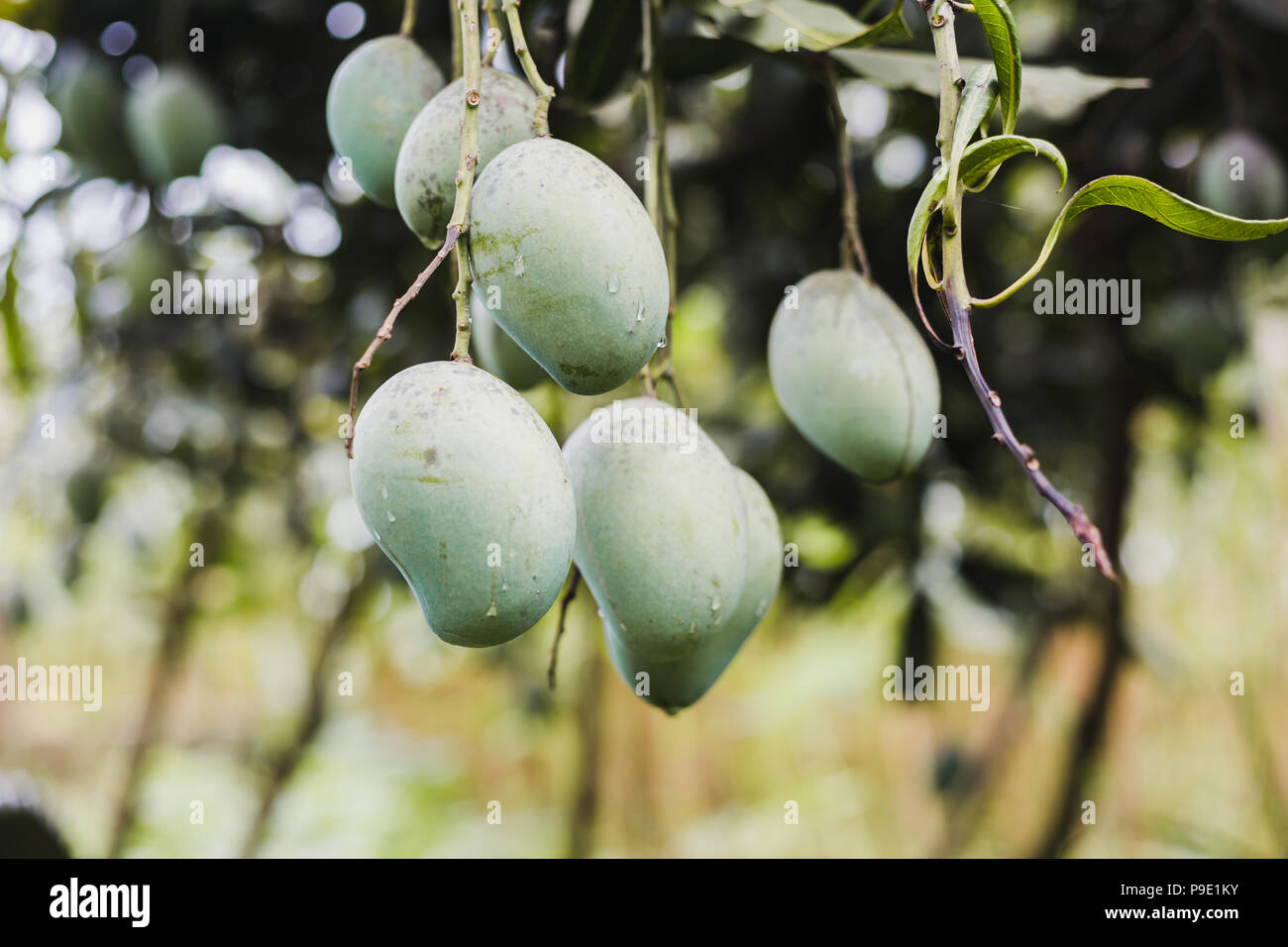 Closeup of green mango hanging in the Himalayas ,mango field,mango farm ...